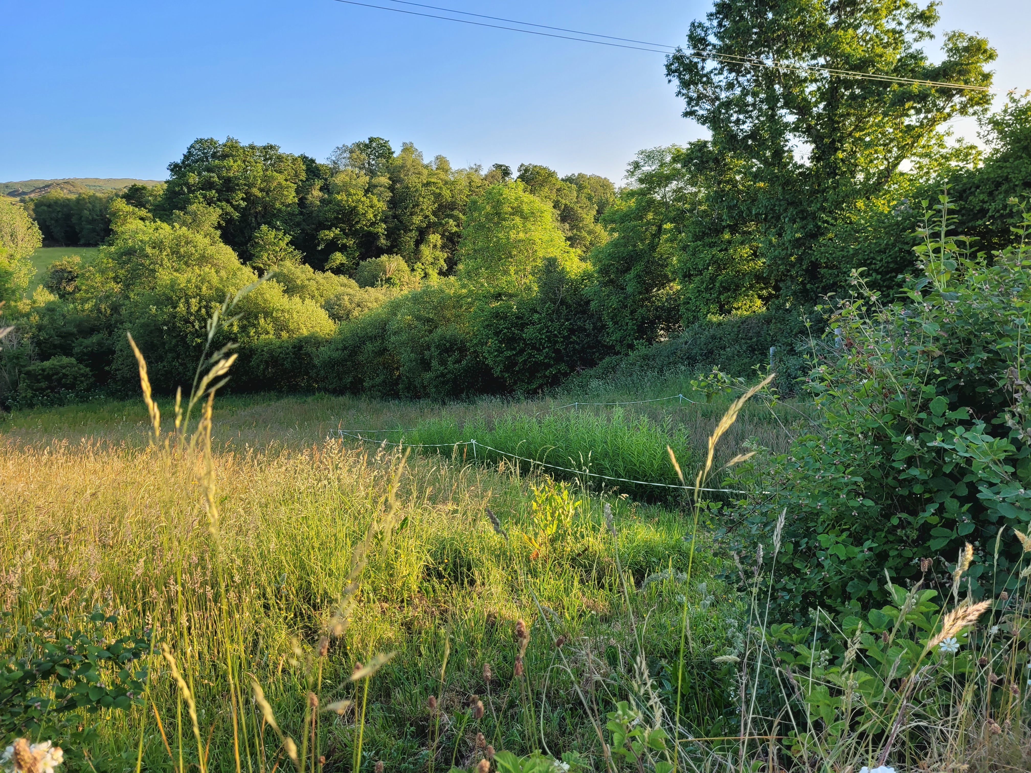 A Quick and Honest Guide to Growing Willow – Cois Laoi Willow